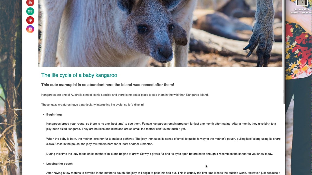 Kangaroo Life Cycle Youtube