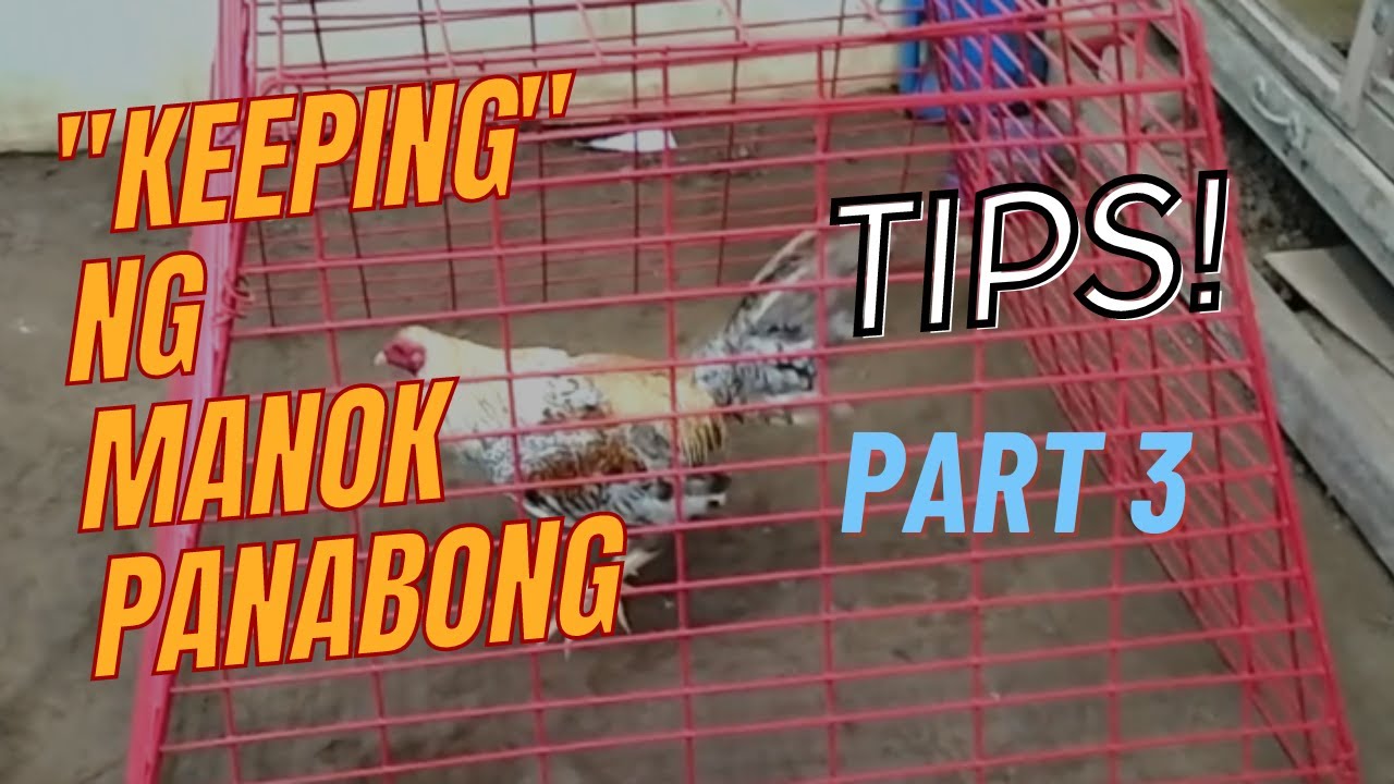 "Keeping" ng mga manok panabong - Part 3 - YouTube