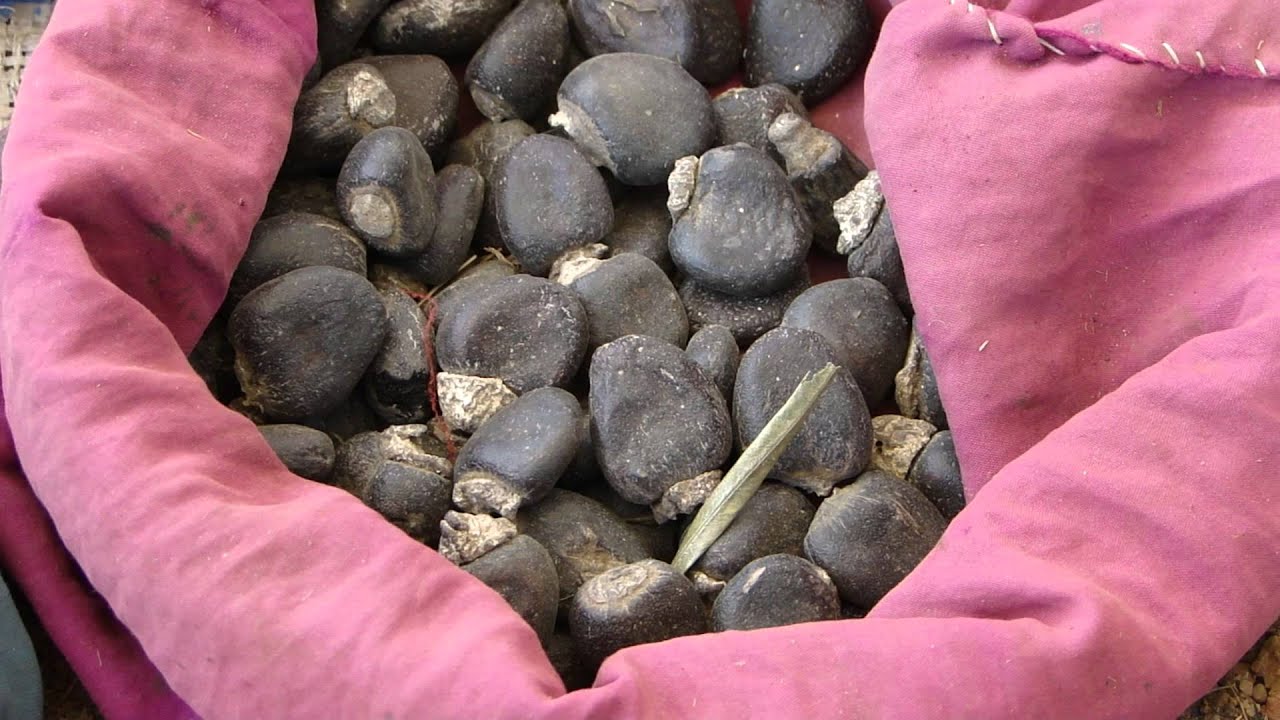 Semecarpus anacardium as Indigenous Traditional Medicine: Pankaj Oudhia ...