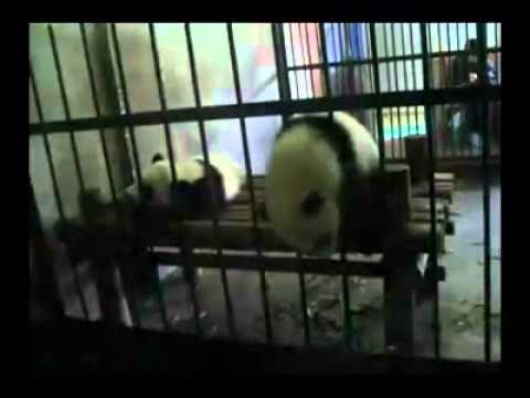 Cute Panda Escapes Jail - YouTube