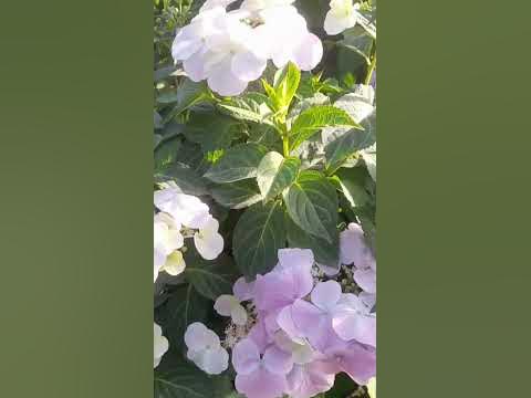 Цветёт Френч Болеро Блю!💜 - YouTube