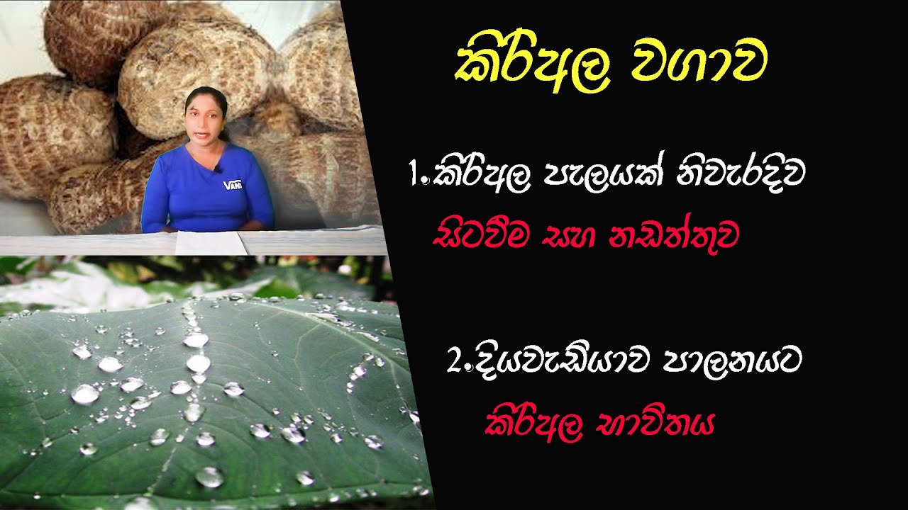 kiriala part 2 - YouTube