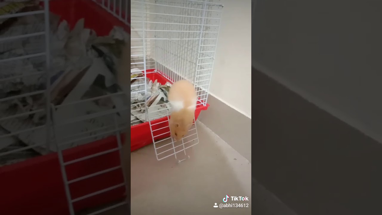 Rockstar..The Hamster 🐹 ....Fully Charged🤩 - YouTube