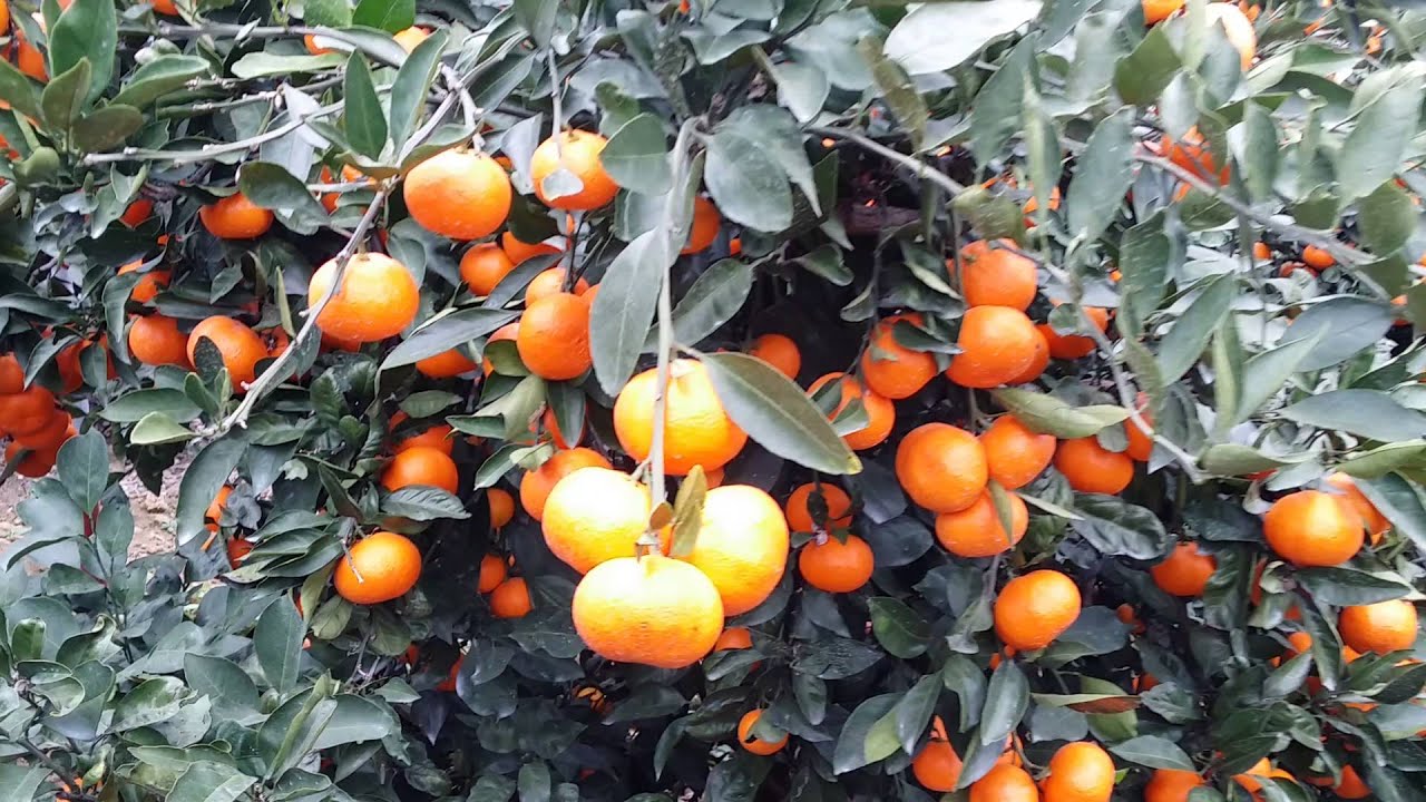 Sri lankan NEW DODAM - YouTube