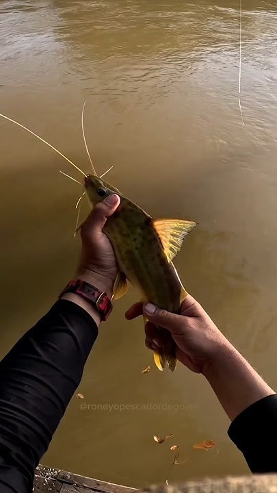 OLHA O TAMANHO DESSE MANDI DO RIO DOS BOIS AQUI EM GOIÁS. #pesca #fish #freshwaterfish #pescaria ...