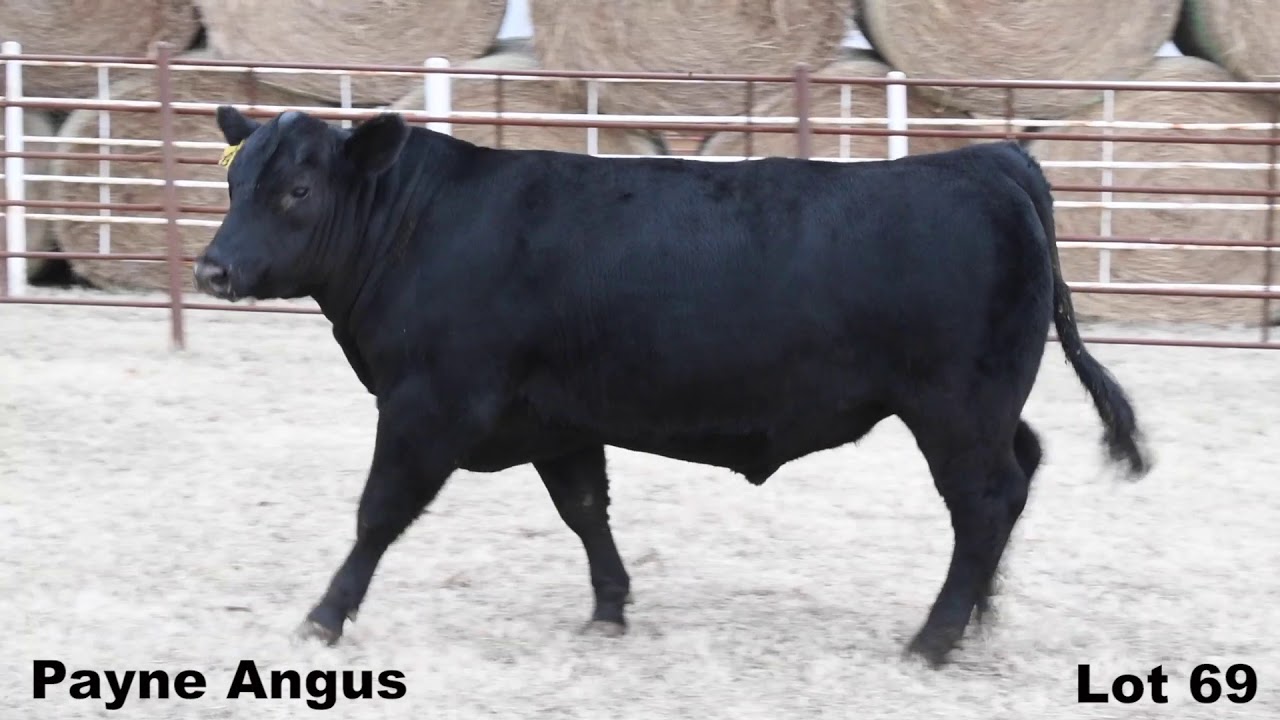 Payne Angus Lot 69 - YouTube