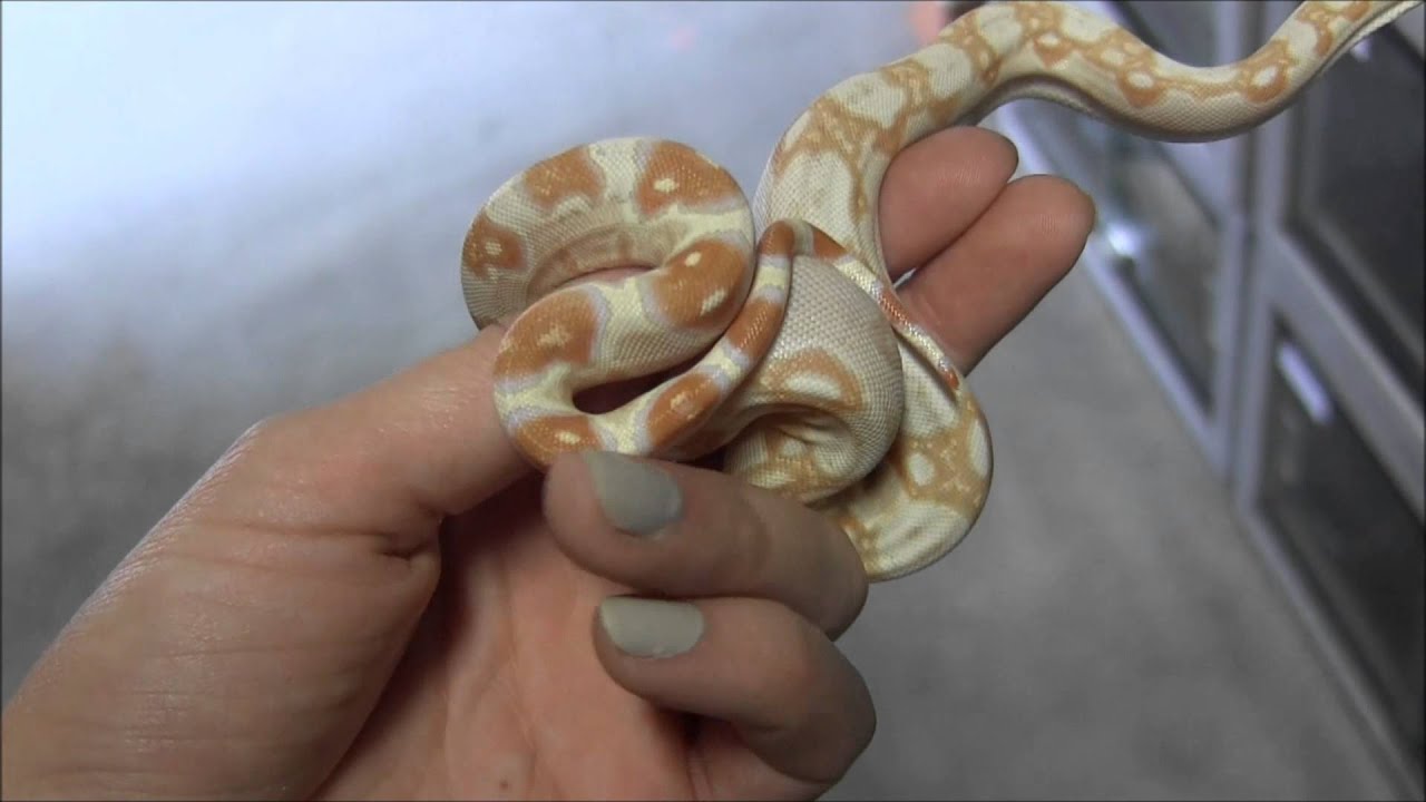 Baby Sharp Strain Albino Boas - YouTube