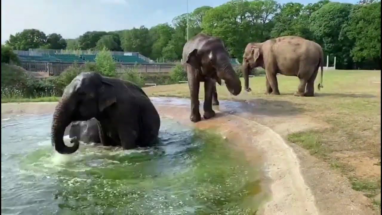 Asian Elephants cool down during the UK heatwave - YouTube