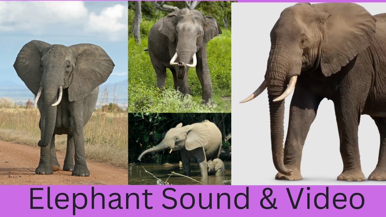 Elephant Sound | Elephant sound Effect | #animalsounds #elephantsound # ...
