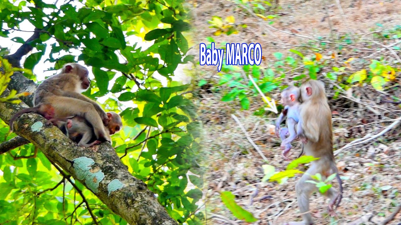 Best news..Monkey MOKA walk and hugs baby monkey MARCO go for a-walk up ...