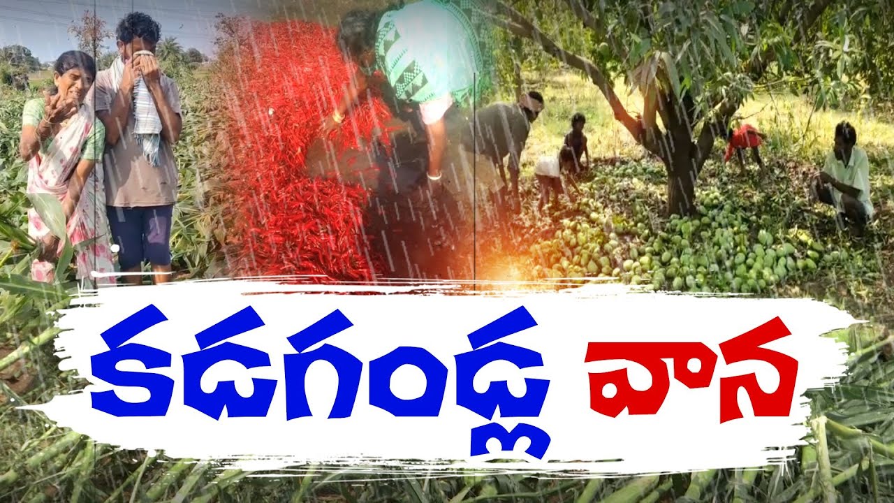 Unseasonal Rain Causes Huge loss | Corn, Paddy, Chilli And Mango Crops ...