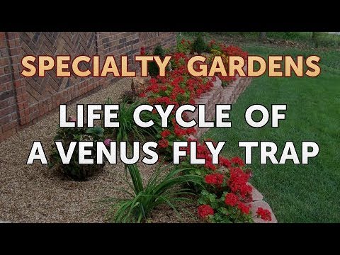 Life Cycle of a Venus Fly Trap - YouTube