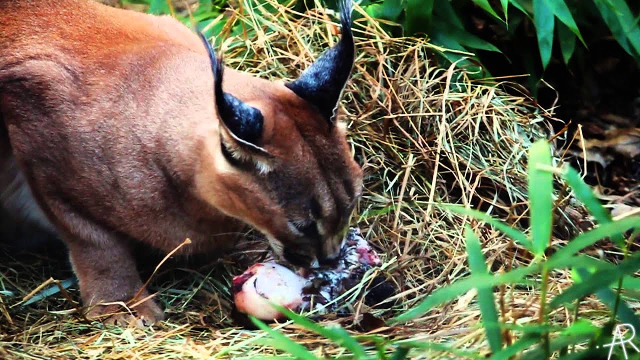 Dramatic Caracal Meal - YouTube