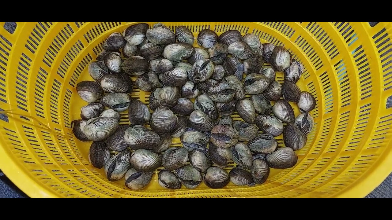 DAMING HULING LOBSTER RED LOBSTER ASWANG LOBSTER BLACK SLIPPER AT IBA ...