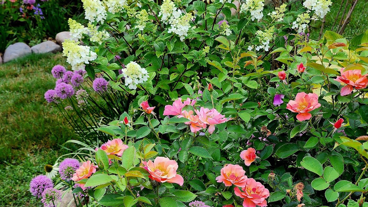 Early August Garden Tour & Walkabout 🌺💚🌺// Suburban Oasis - YouTube