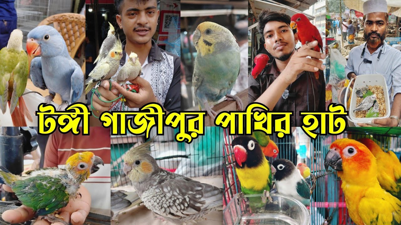 বাহারি রঙে রঙিন পাখির রাজ্য টঙ্গী পাখির হাট || Baby bird price in ...