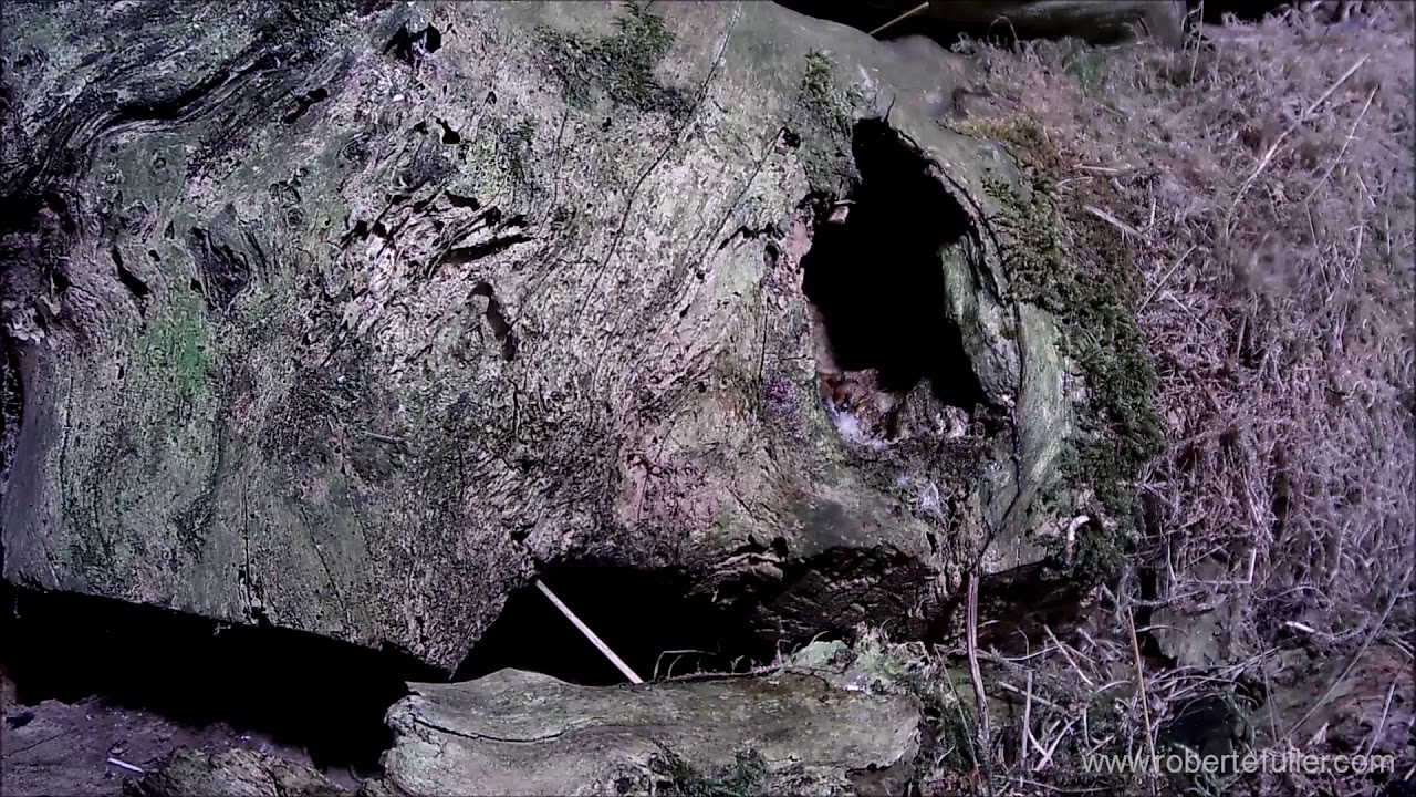 Beautiful White Stoat at Night | Discover Wildlife | Robert E Fuller ...