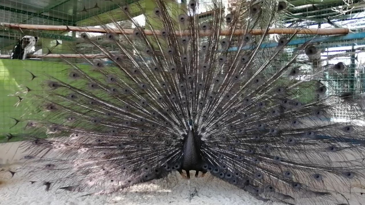 Bronze Black Shoulder peacock. - YouTube