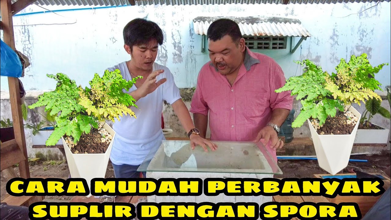 cara mudah memperbanyak suplir dengan spora, maidenhair fern, adiantum ...