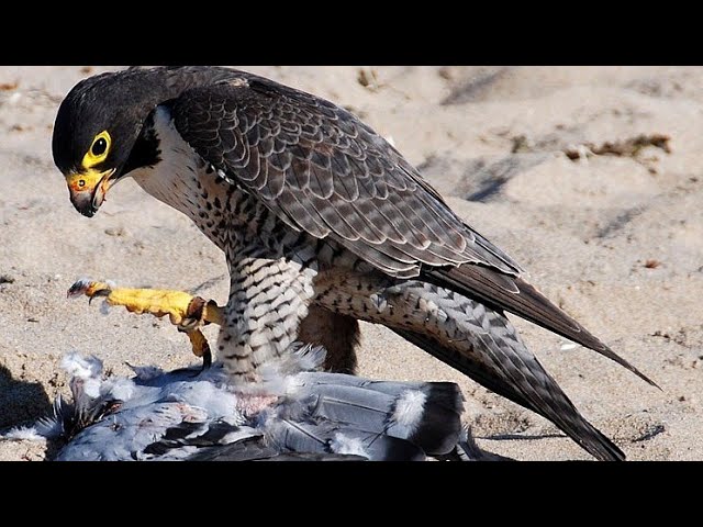 Falcon Attack Pigeon