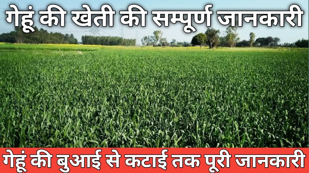 गेंहू की खेती की सम्पूर्ण जानकारी | गेहूं की खेती कैसे करें कब करें ...