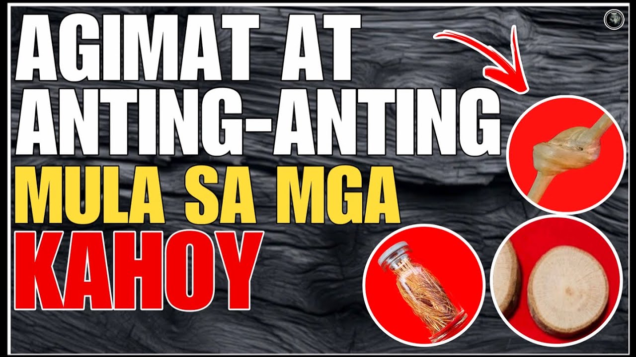 AGIMAT AT MGA ANTING ANTING BUHAT SA PUNONG KAHOY AT KUNG PAPAANO ITO MAKUKUHA | BHES TV - YouTube