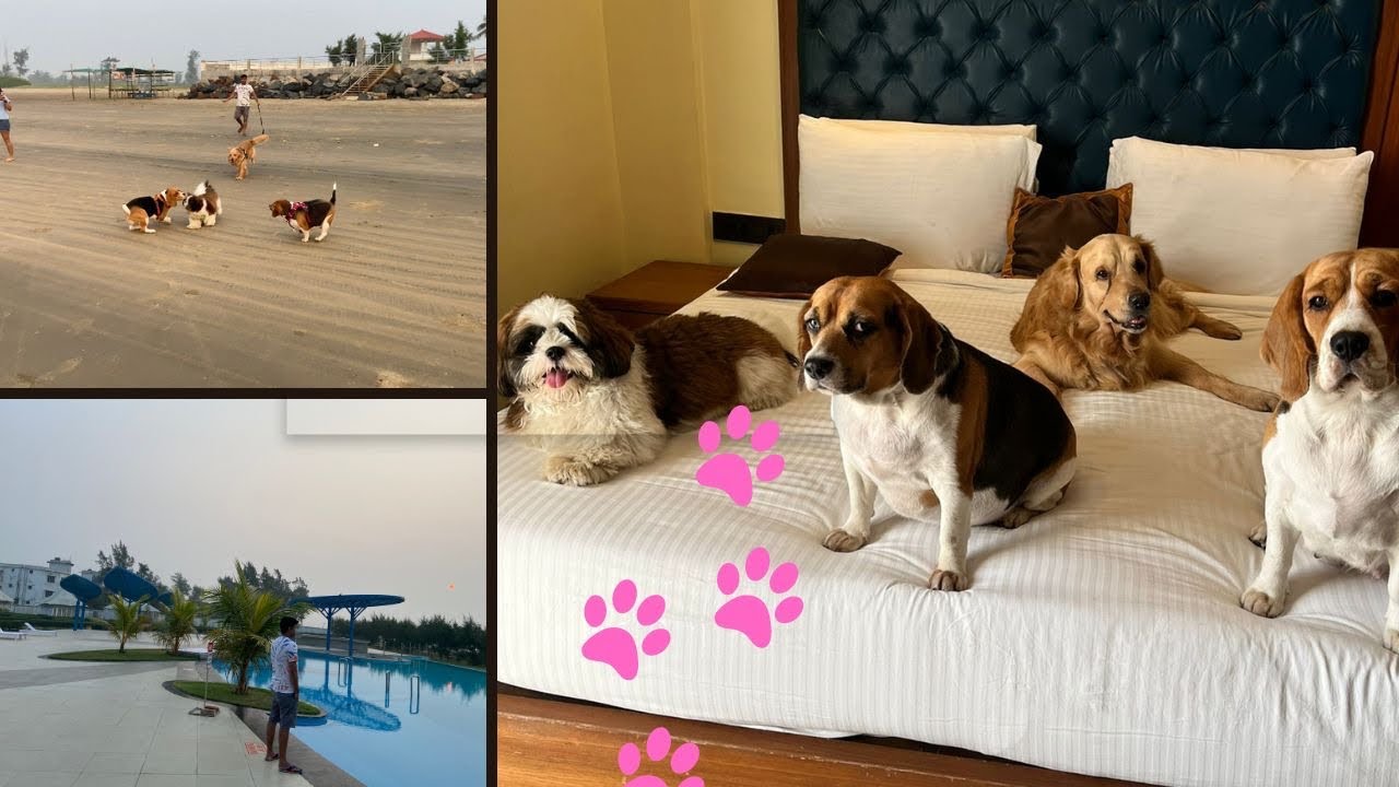Best part of our Mandarmani Vacation | Best PET friendly weekend Trip ...