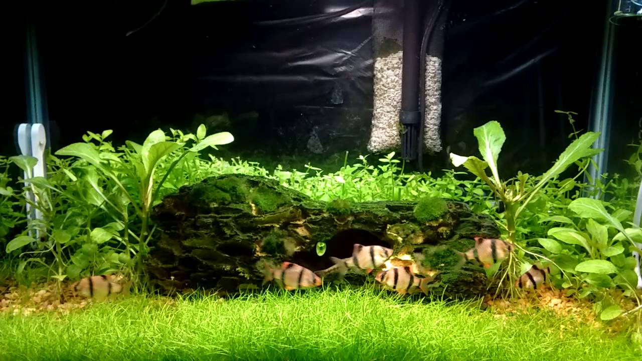 20 gallon planted Tiger Barb aquarium looking awesome. - YouTube