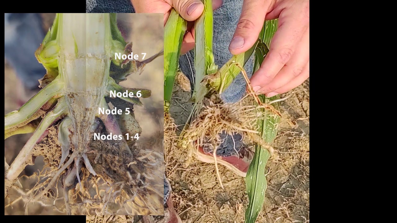 Corn Mid Vegetative Staging - YouTube