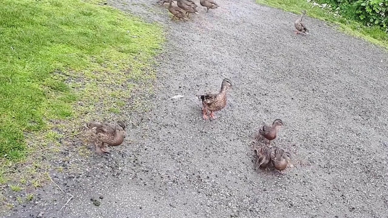 Biting, Bickering Ducks - YouTube