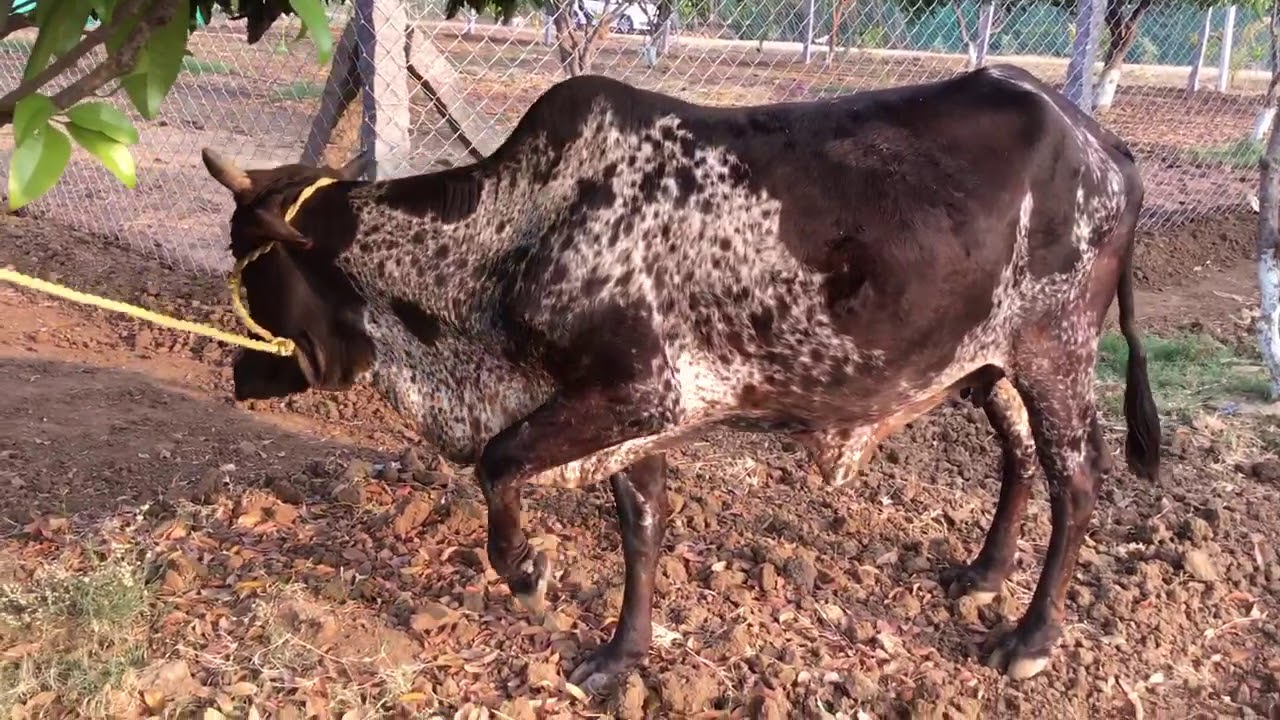 Rathi cow HD - YouTube