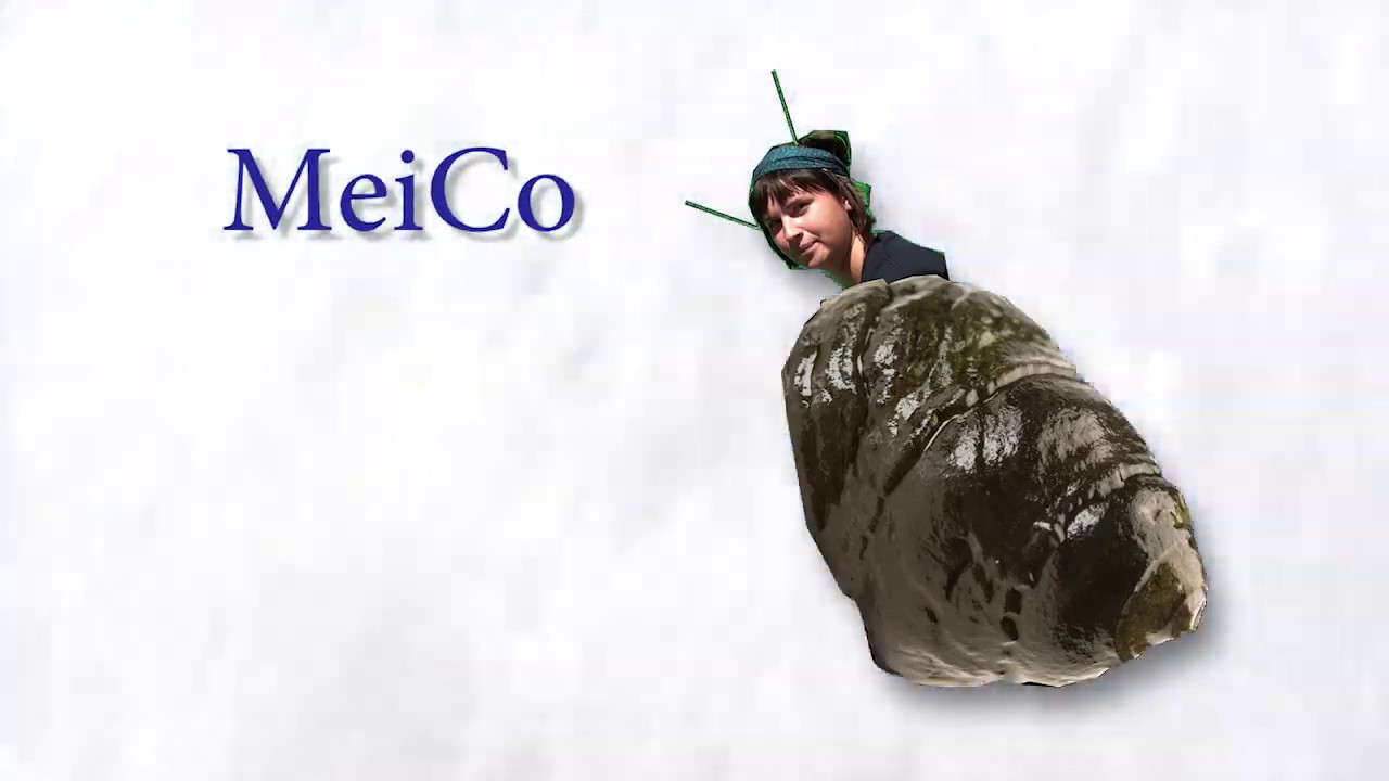 MeiCo: a parody of the Geico squirrel commercial for marine ecologists ...