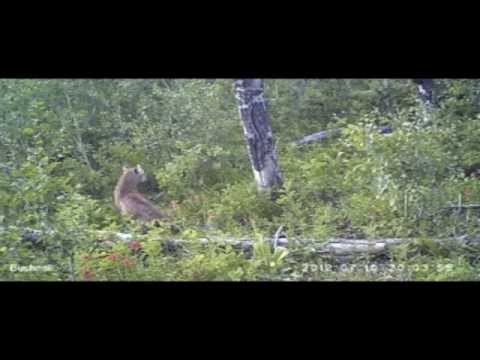 Cougar kittens with live prey (Mule Deer) - Elbroch & Quigley (2012)