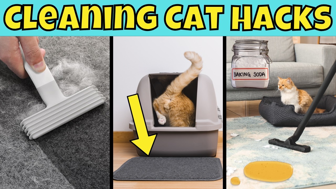 10 Game-Changing Cat Hacks for a Clean Home - YouTube