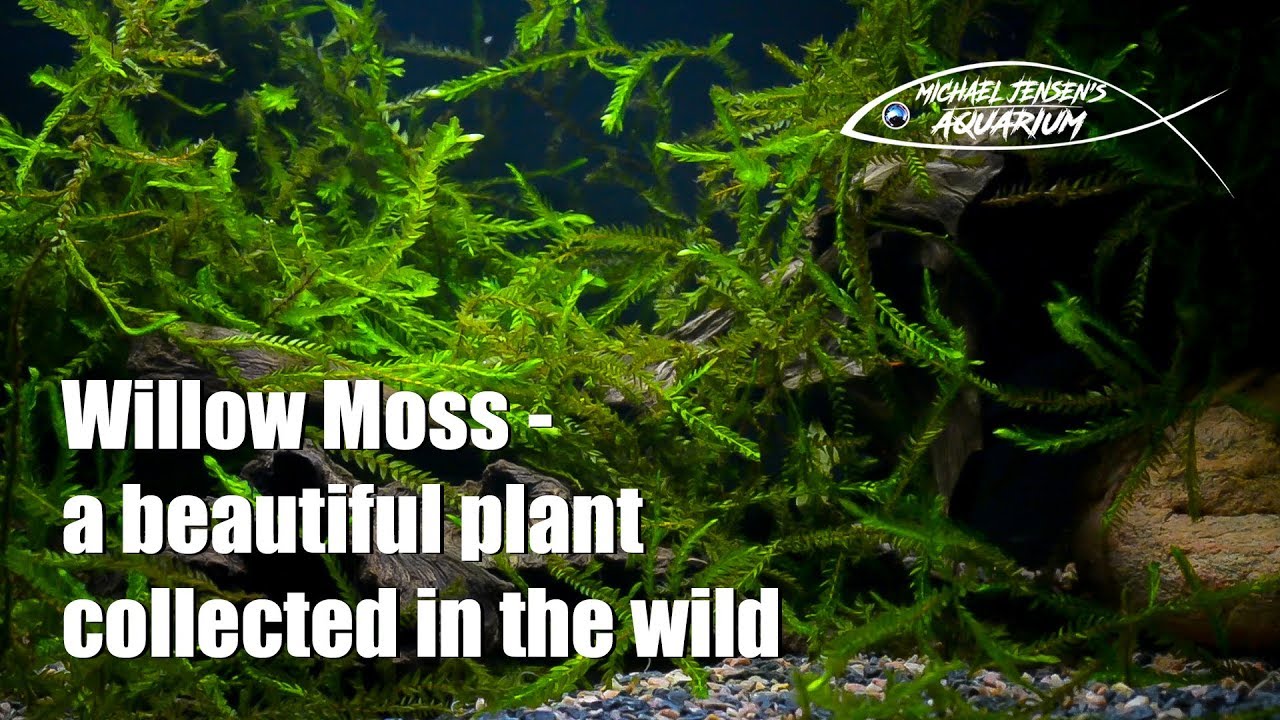 Willow Moss - beautiful moss for aquascaping - YouTube