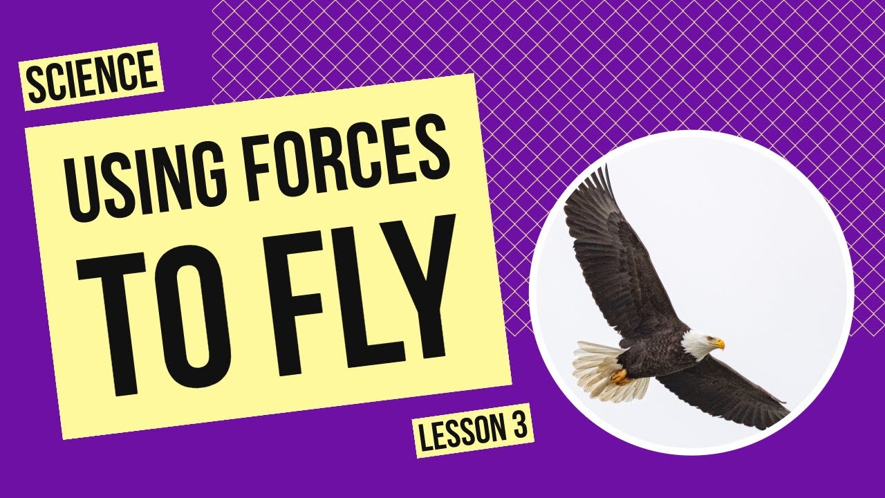 How Flying Machines and Living Things Use Forces to Fly | Science ...