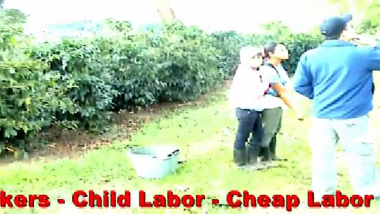 Coffee Cafe Beans Production Hacienda Cheap Child Labor Central America ...