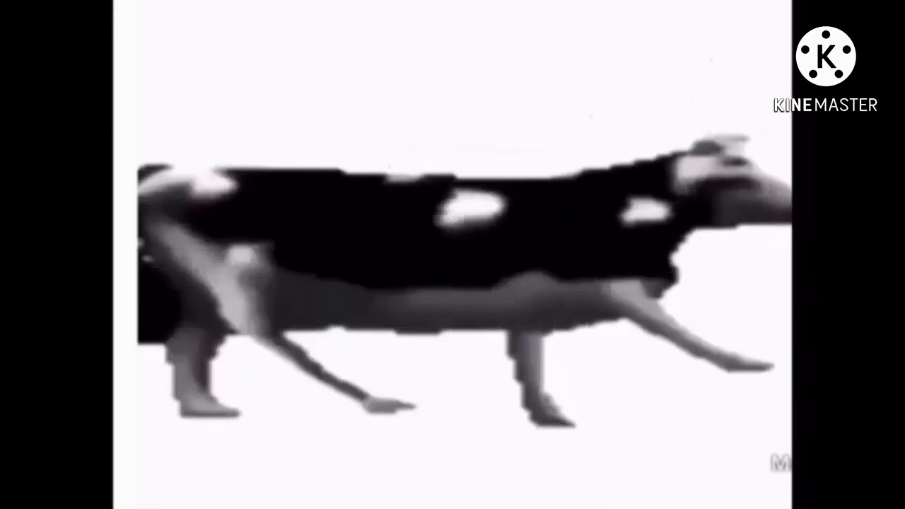 Cancion de la vaca bailando (EARRAPE) - YouTube