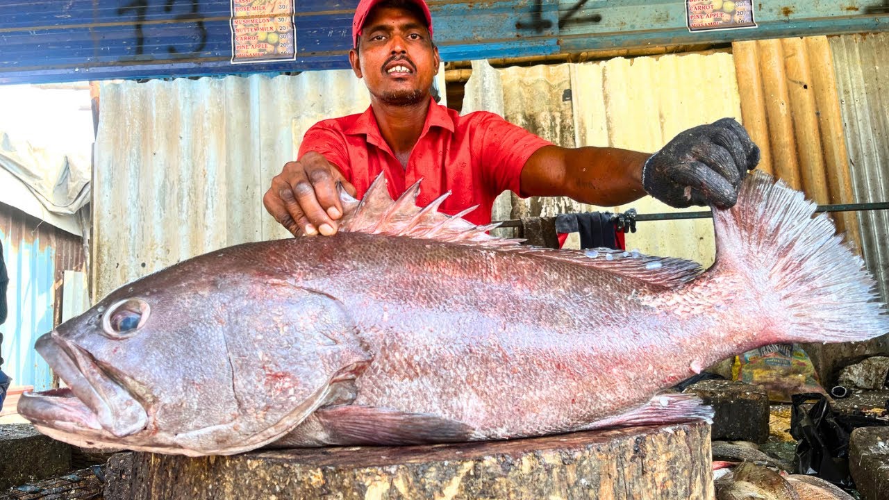 KASIMEDU 20KG BIG GROUPER KALAVAN FISH CUTTING VIDEO / CUTTING SPOT ...