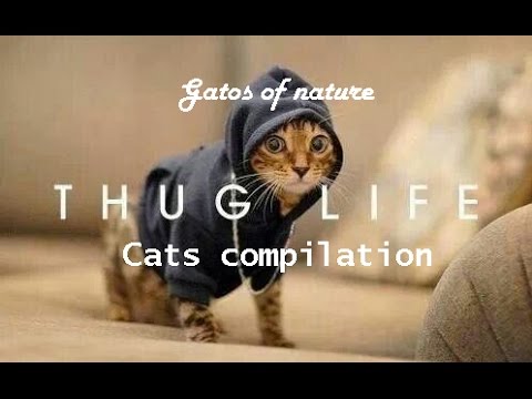 Gatos of nature - thug life cats compilation - YouTube