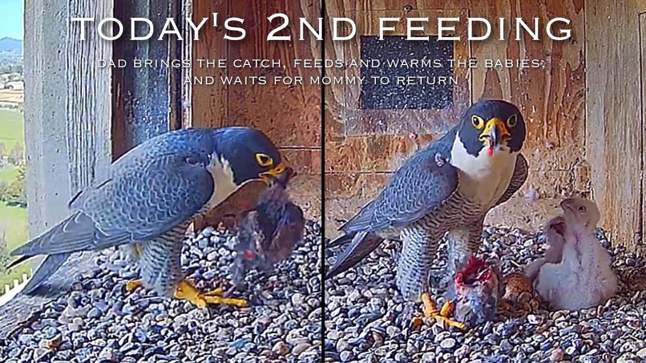 #39🦅Falcon Nest ／Box Camera - FalconCam Project LIVE - YouTube