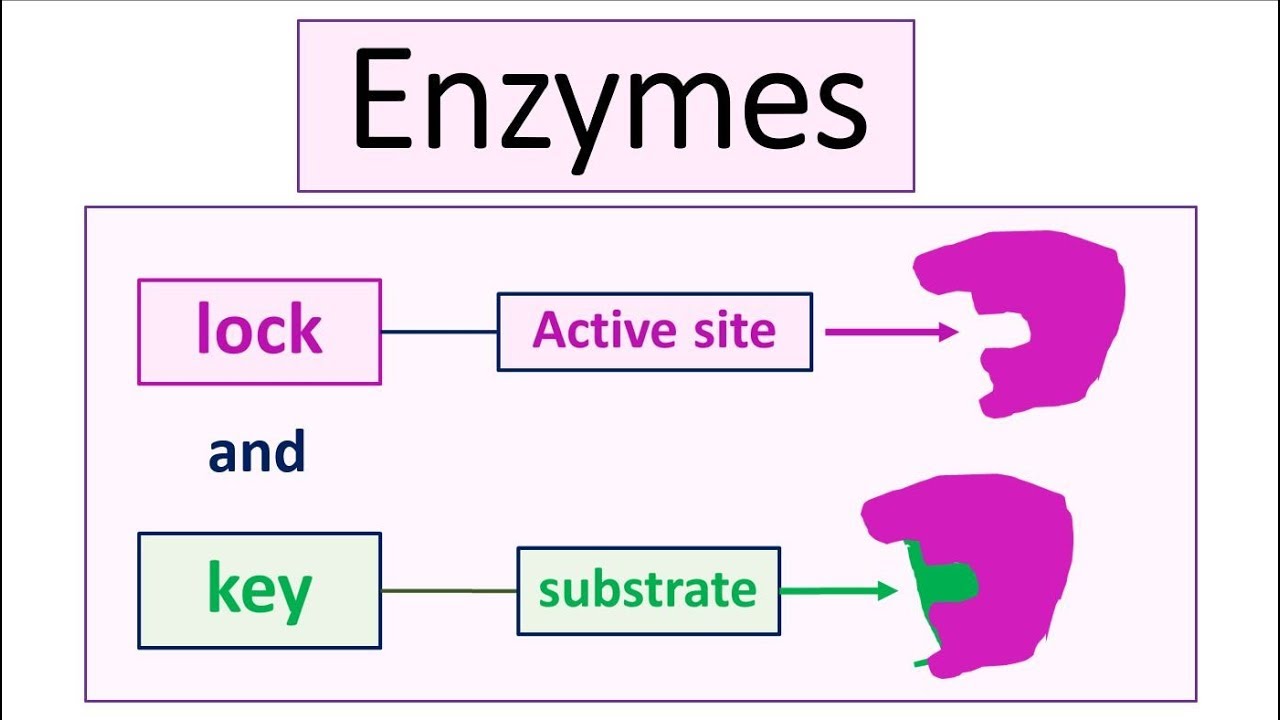 Biology Topic 2c Enzymes - YouTube