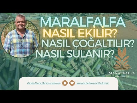 MARALFALFA NASIL ÇOĞALTILIR | NASIL SULANIR ? | NASIL DİKİLİR? | MARALFALFA TURHAN KENDİRLİ