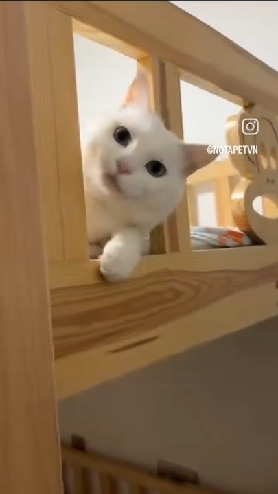 funniest Cats 🤣 shorts cat funny - YouTube