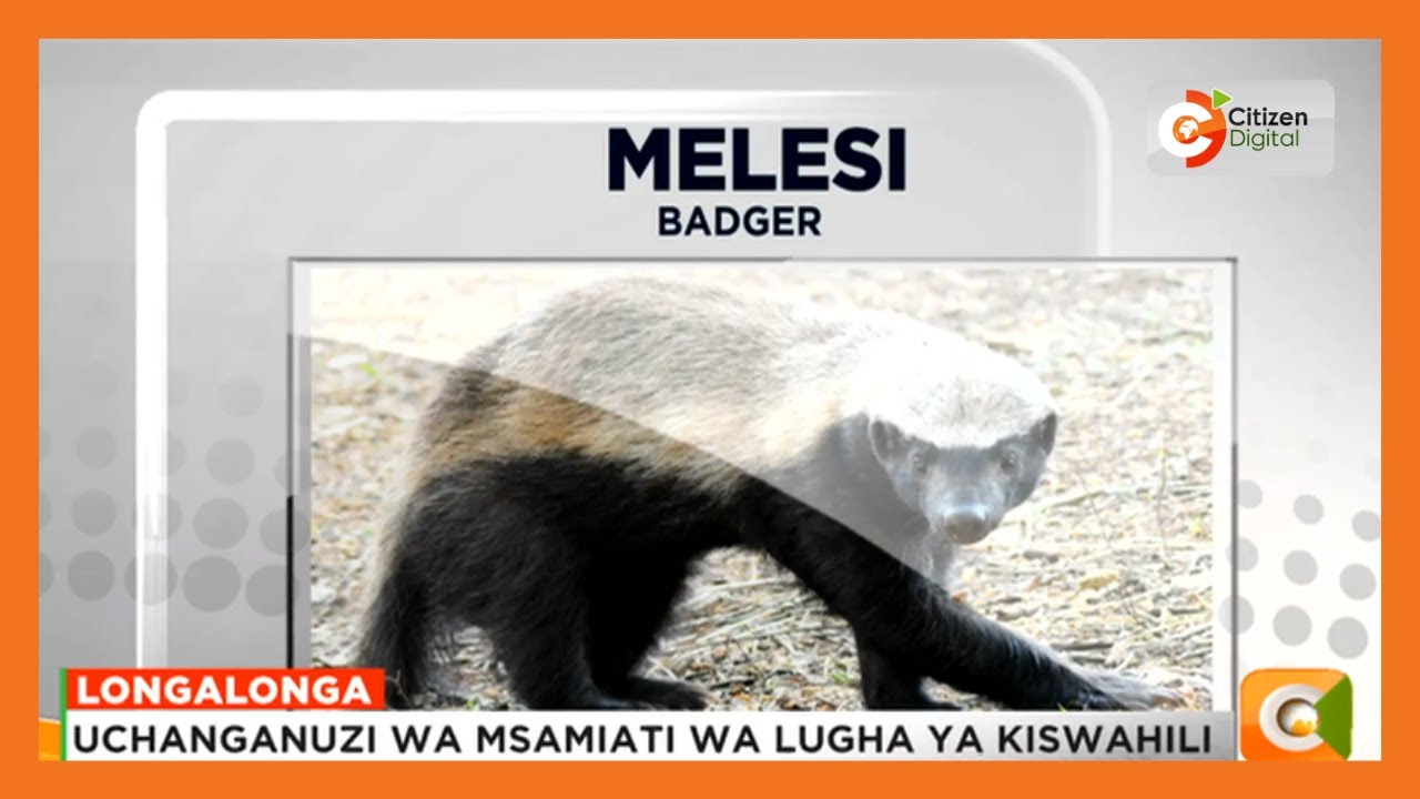 Longalonga: Wanyama wa jamii ya nyegere - YouTube