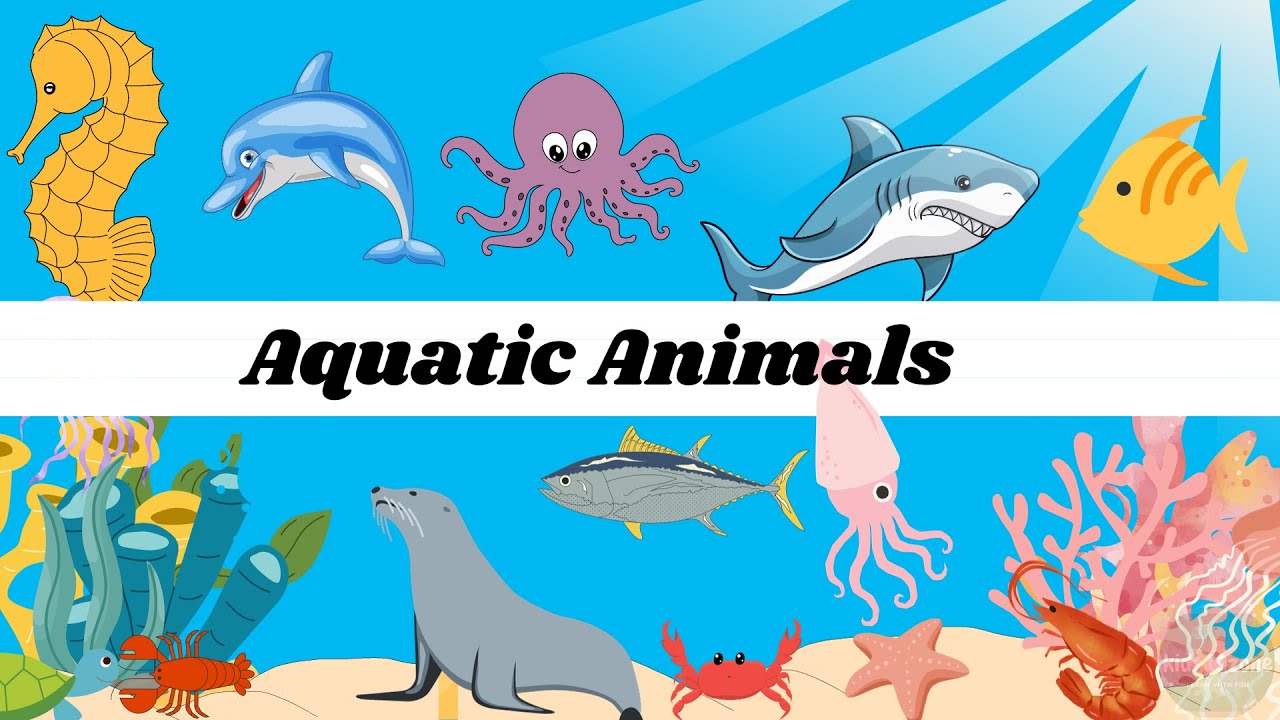Aquatic animals | water animals | #kids #aquaticanimals #animals - YouTube