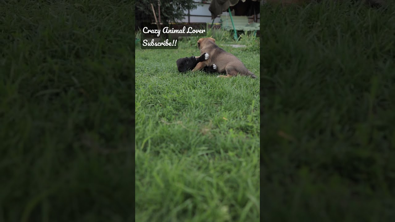 cute puppies fighting 🥰... - YouTube