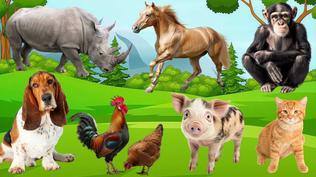Love The Life Of Cute Animals Around Us: Buffalo, Monkey, Flamingo ...