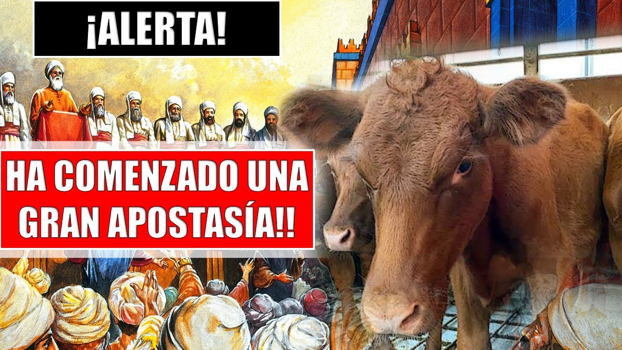 LO PREOCUPANTE DE LAS VACAS ROJAS LLEGADAS A ISRAEL - YouTube