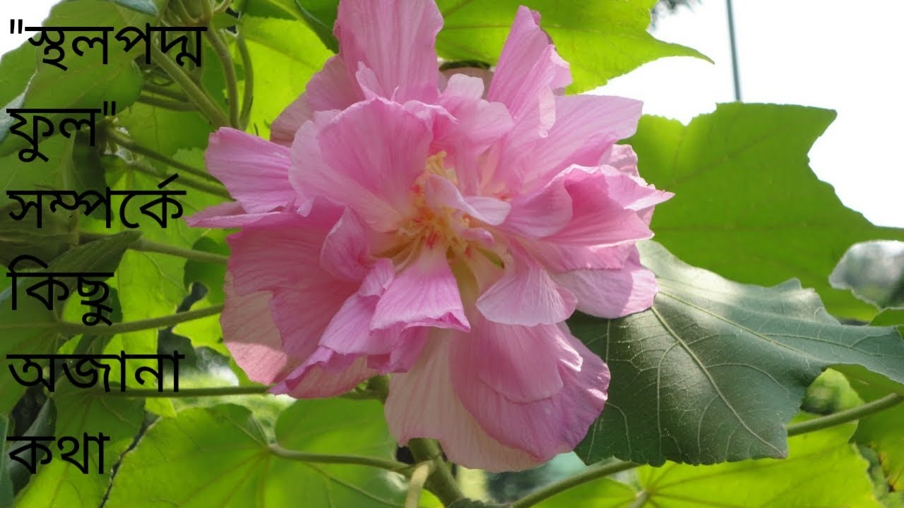 "স্থলপদ্ম ফুল"সম্পর্কে কিছু অজানা কথা / sthol poddo flower - YouTube